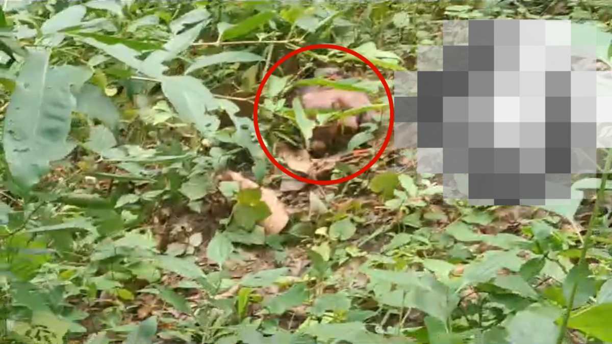 CG CRIME NEWS: जंगल में मिली सिर कटी लाश, सिर और धड़ मिले अलग-अलग, इलाके में मचा हड़कंप - Lalluram